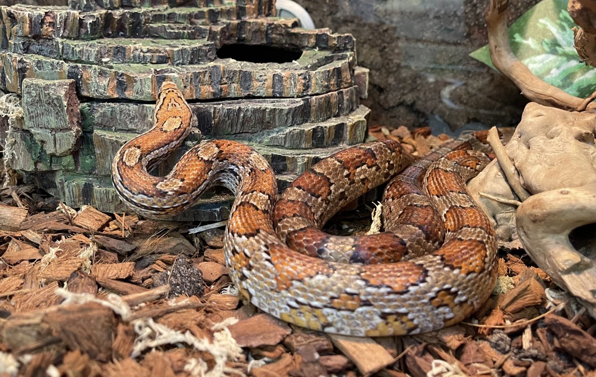 Hauke - Tierheim Oldenburg